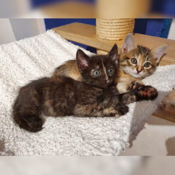 Anike und Janne - Katzenschutz Bonn Rhein-Sieg eV
