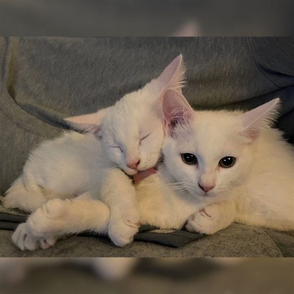 Suzi & Ludwig - Katzenschutz Bonn Rhein-Sieg eV
