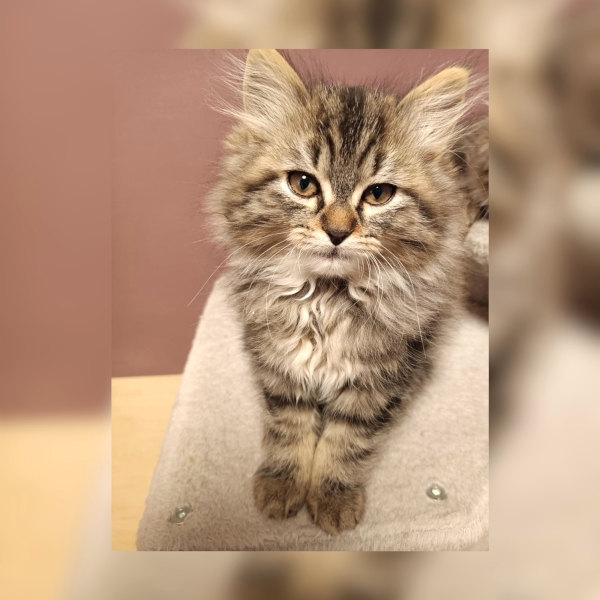 Katze1552_Amy_Cindy_Mary_Timmy1 - Katzenschutz Bonn Rhein-Sieg eV