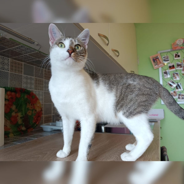 Aktuelles - Katzenschutz Bonn Rhein-Sieg eV