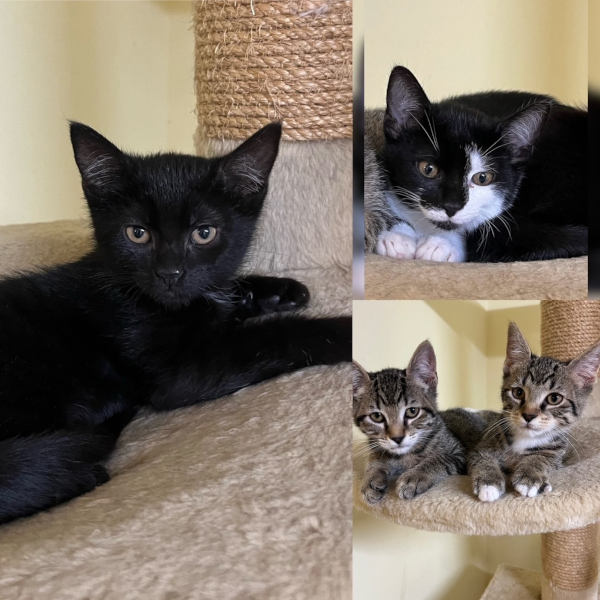 Ruby Holly Kian und Liam - Katzenschutz Bonn Rhein-Sieg eV